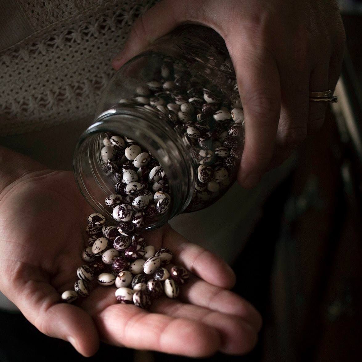 Bill Wheatley Beans – Kenhteke Seed Sanctuary & Learning Centre